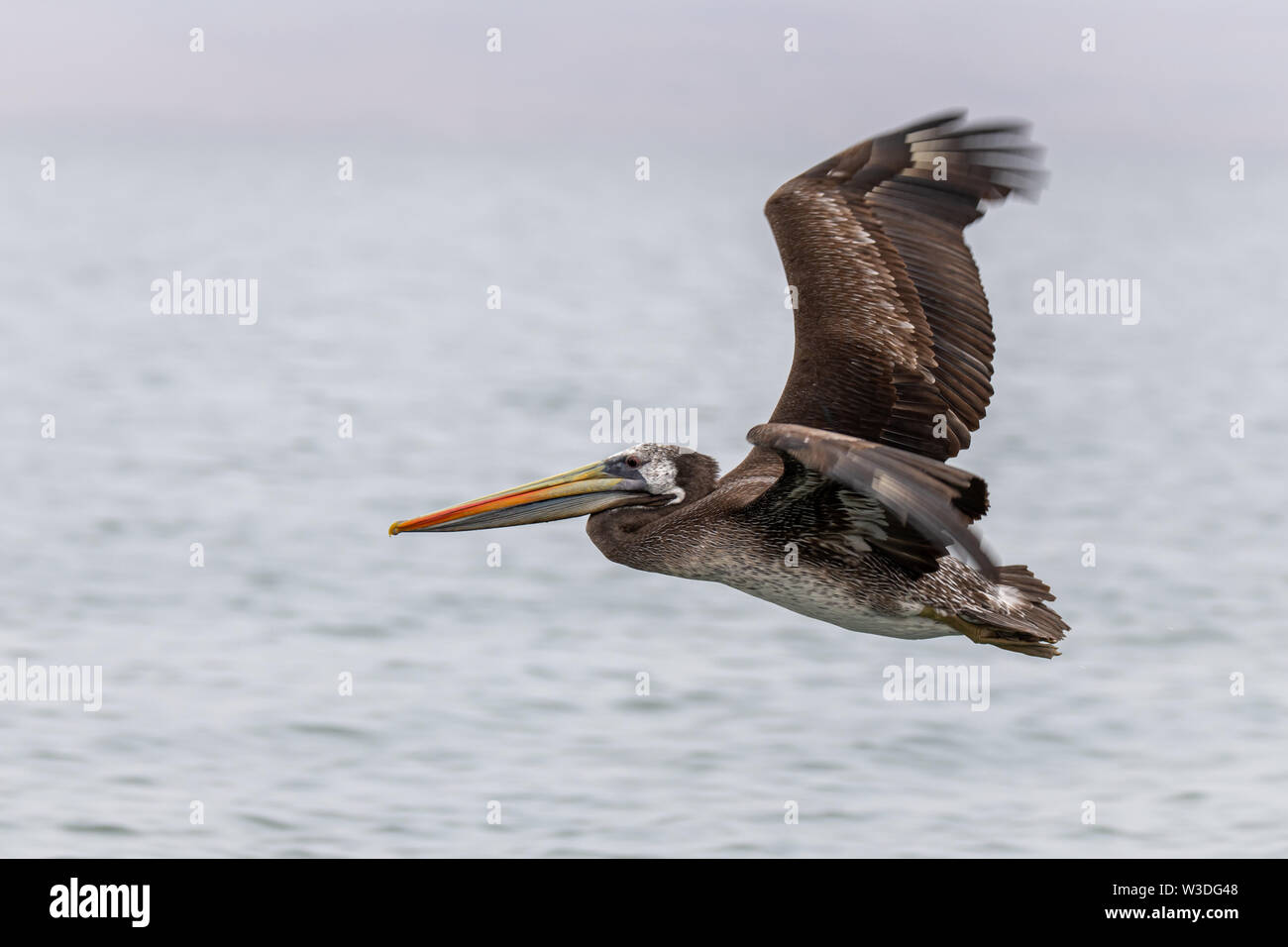 Peruvian Pelican (Pelecanus thagus) in Ballestas Islands, Peru Stock ...