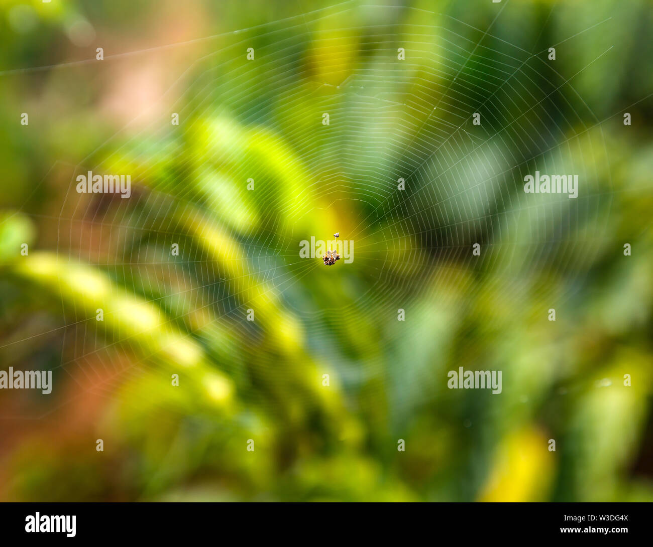 Spider Austracantha minax Stock Photo - Alamy
