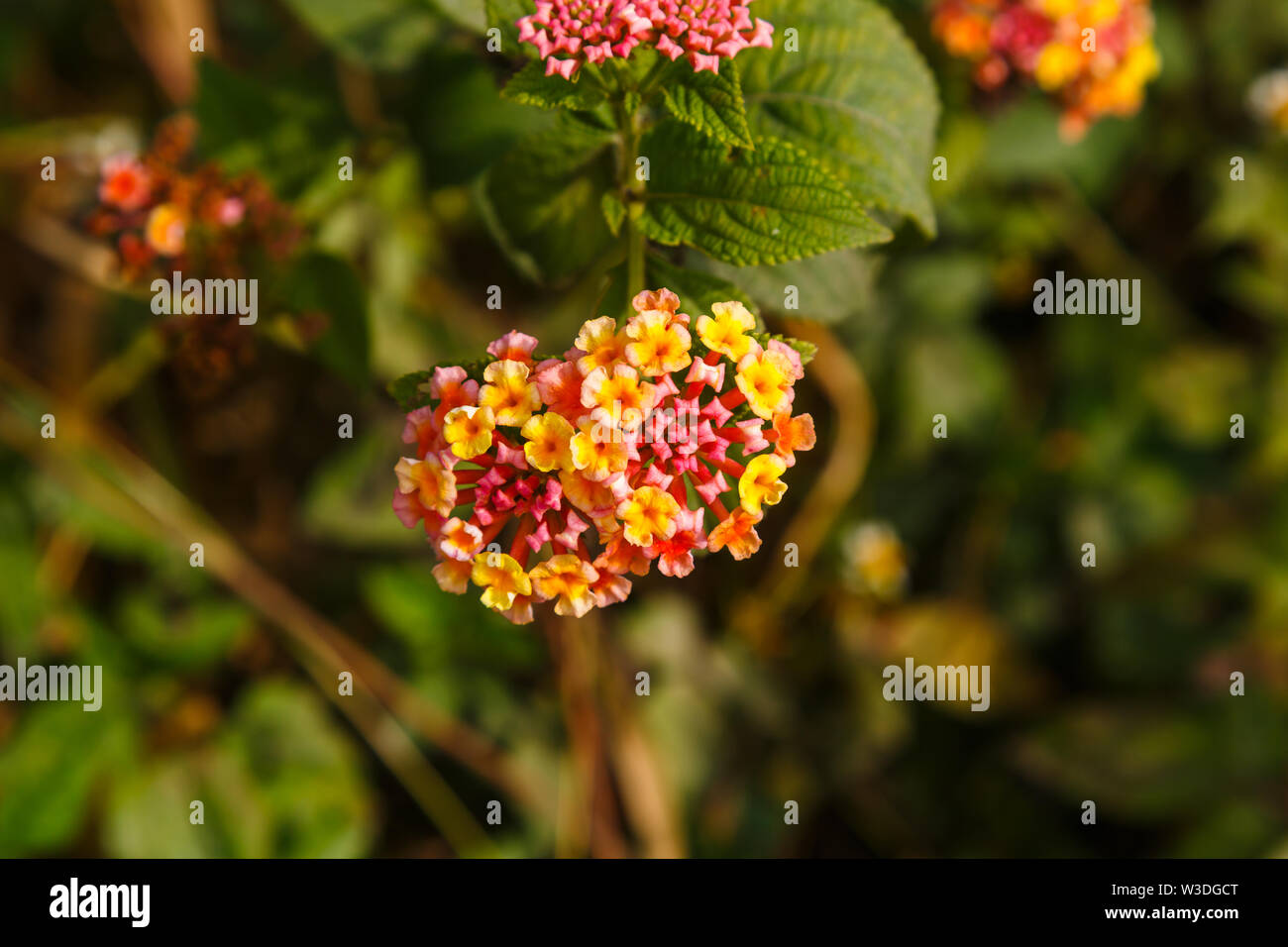 Shrub lantana camara Stock Photo - Alamy