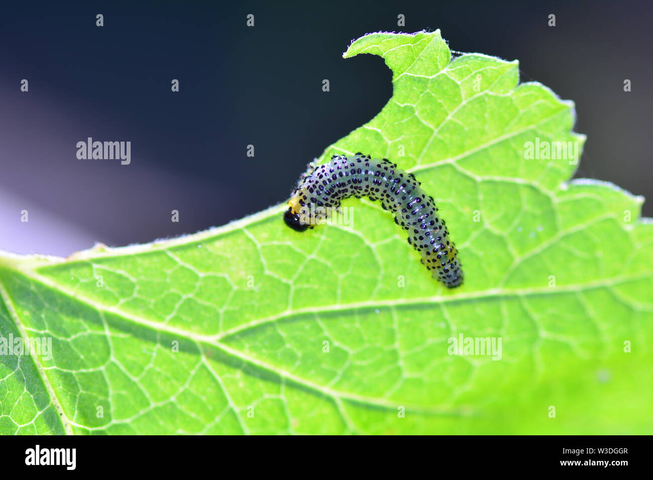 Leaf eating insects hi-res stock photography and images - Alamy