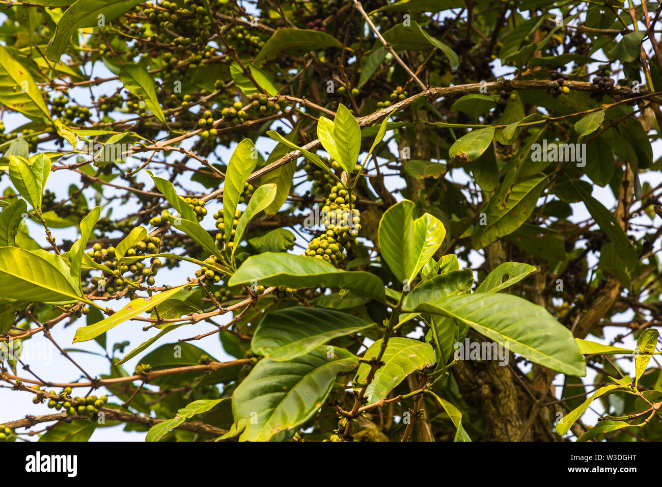 Coffee tree hi-res stock photography and images - Alamy