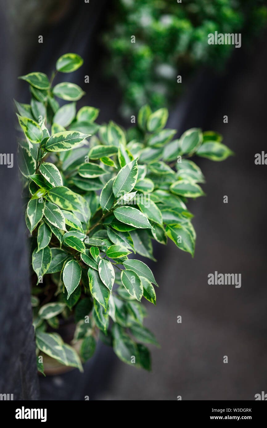 Natural plants in pots hi-res stock photography and images - Alamy