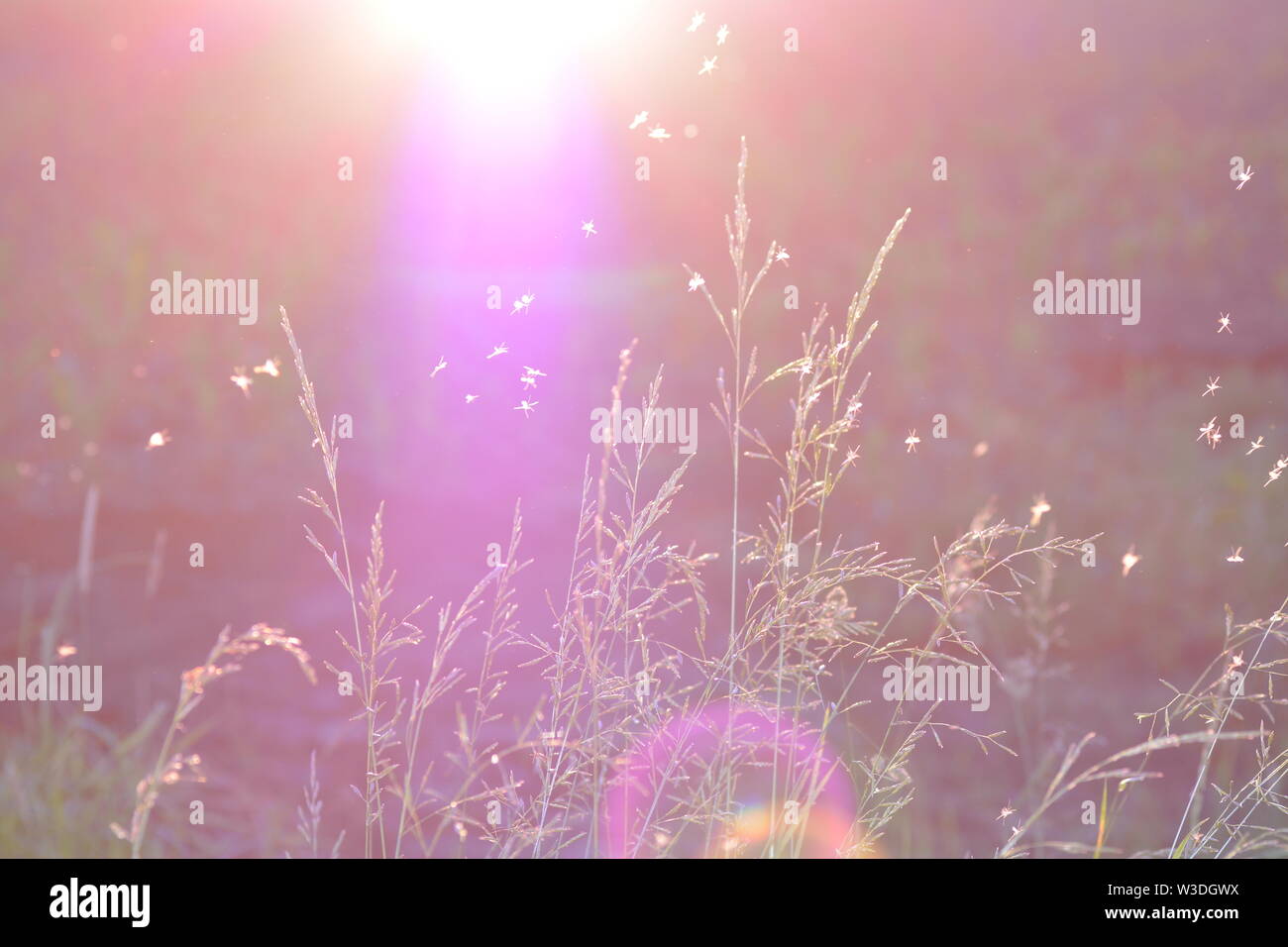 Grass insects hi-res stock photography and images - Alamy