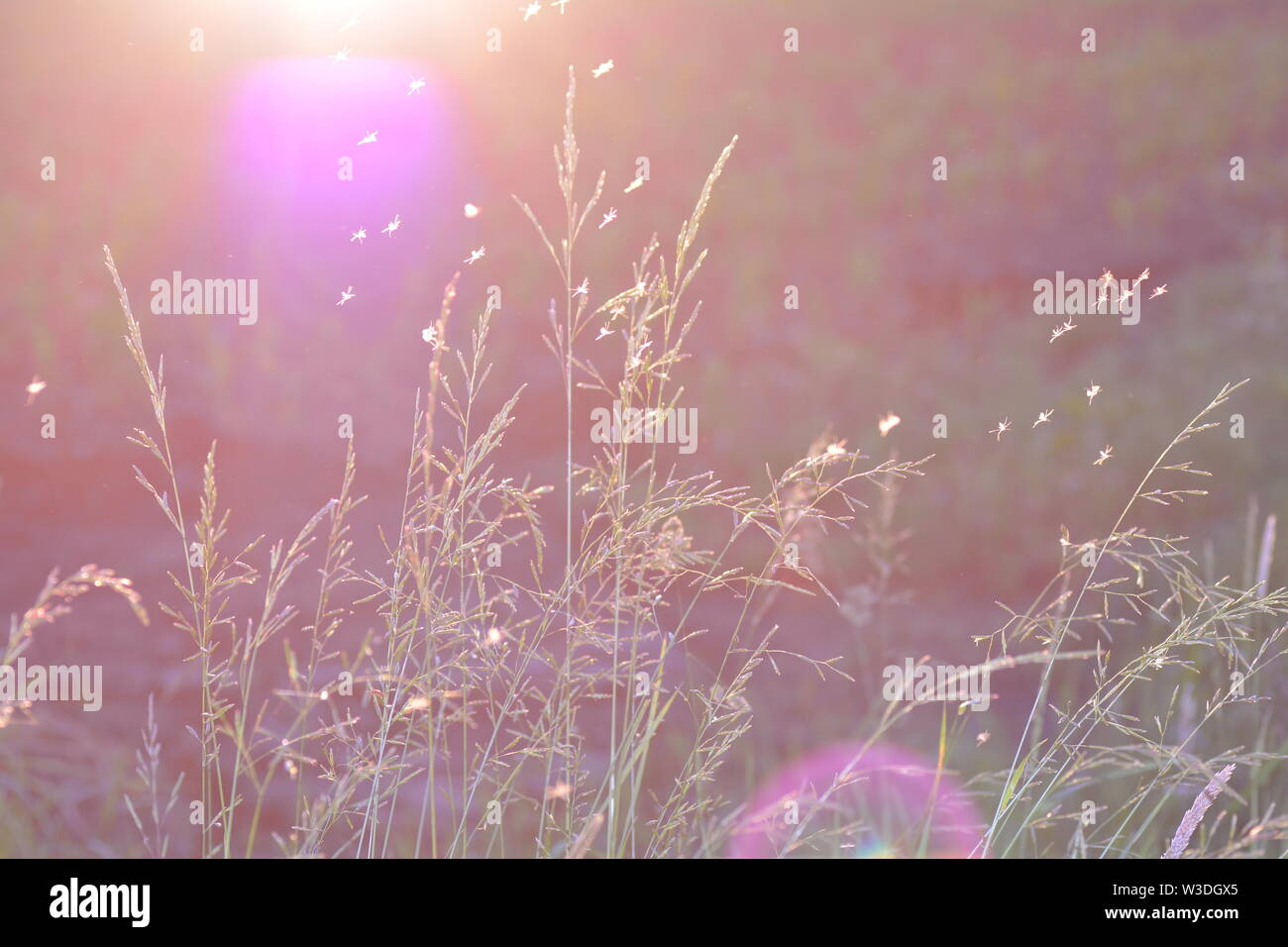 Grasses sunset flying insects hi-res stock photography and images - Alamy