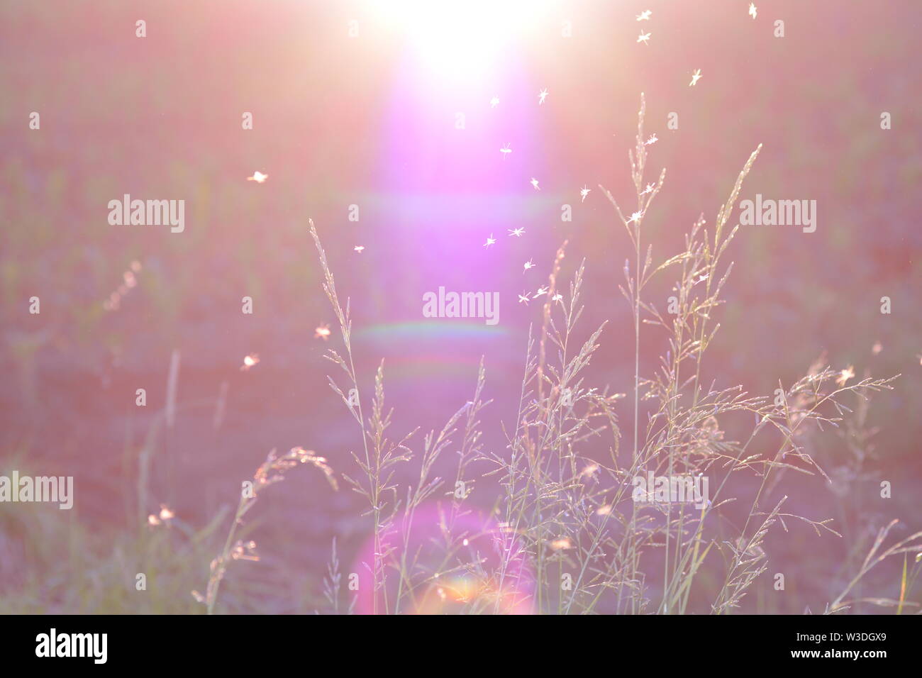 Grasses at sunset with many flying insects in backlight, lens flare and ...