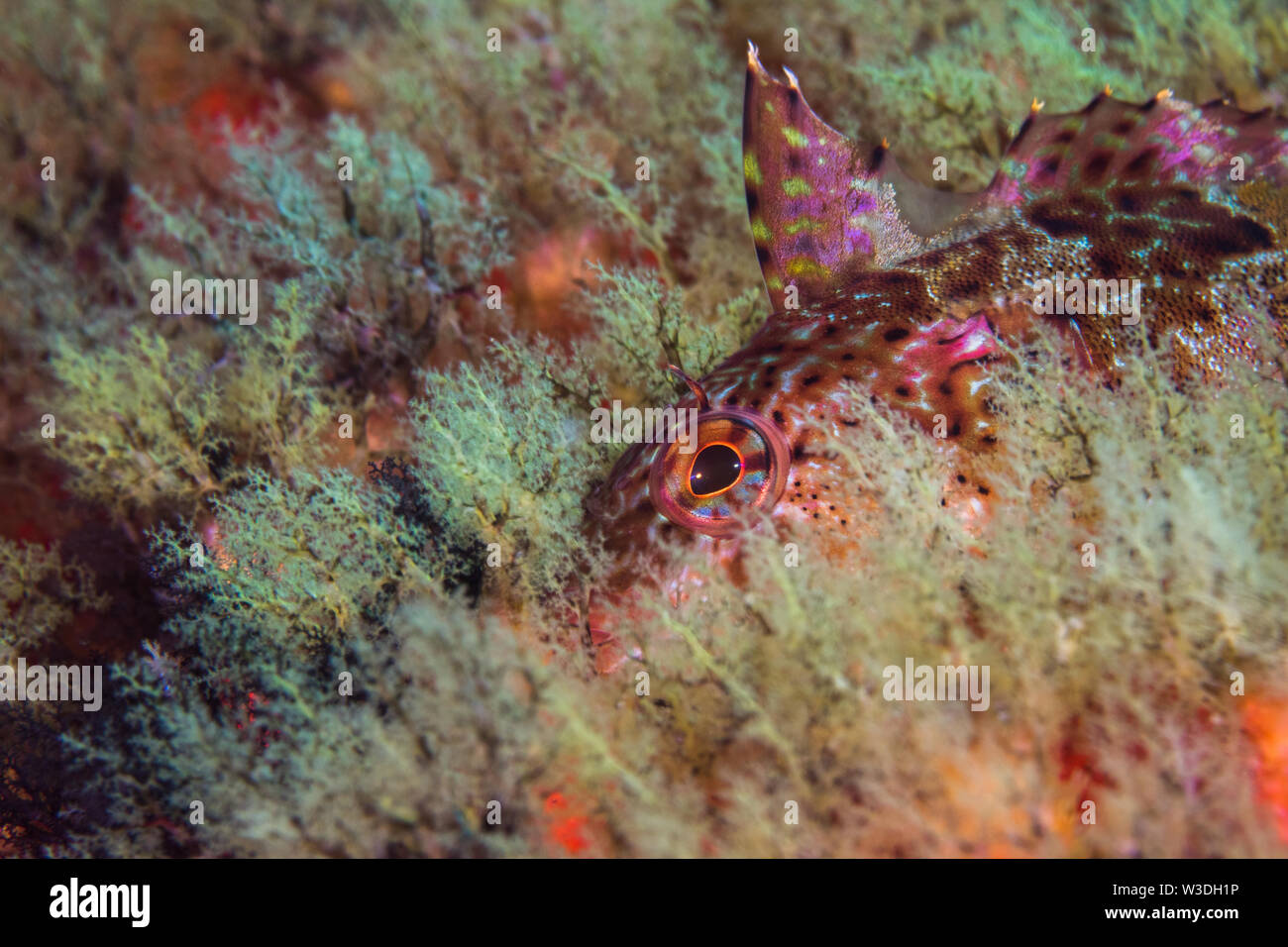 Super Klipfish (Clinus superciliosus) underwater closeup of a multi ...