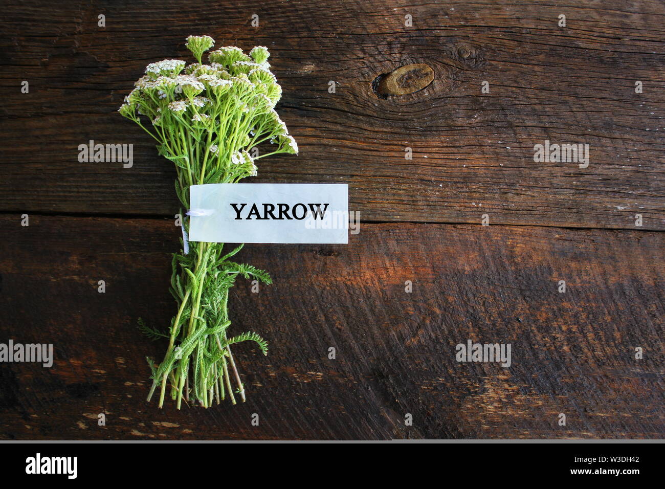 Achillea millefolium, known commonly as yarrow on wooden background ...