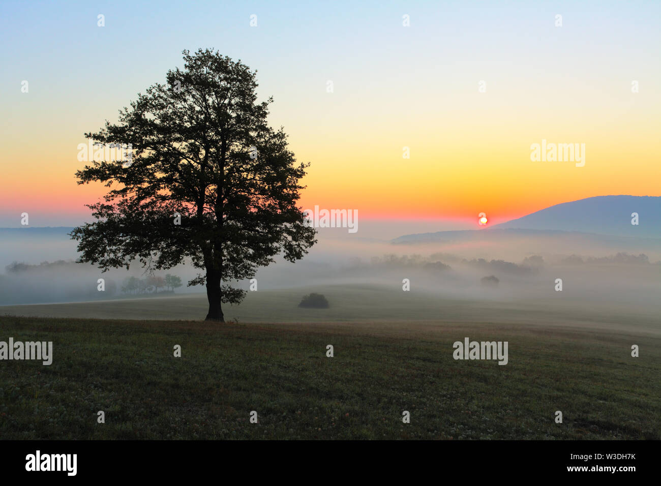 Sun through solitary tree hi-res stock photography and images - Alamy