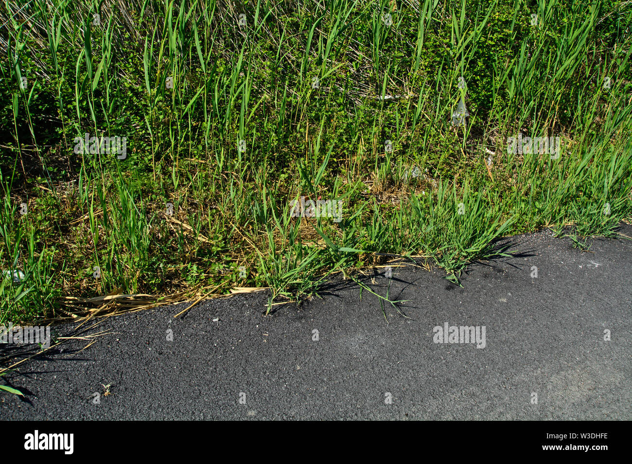 A new asphalt road through which the grass comes out. Nature is a ...