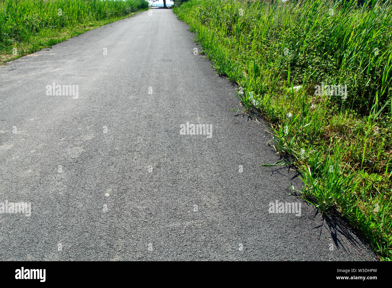 A new asphalt road through which the grass comes out. Nature is a ...