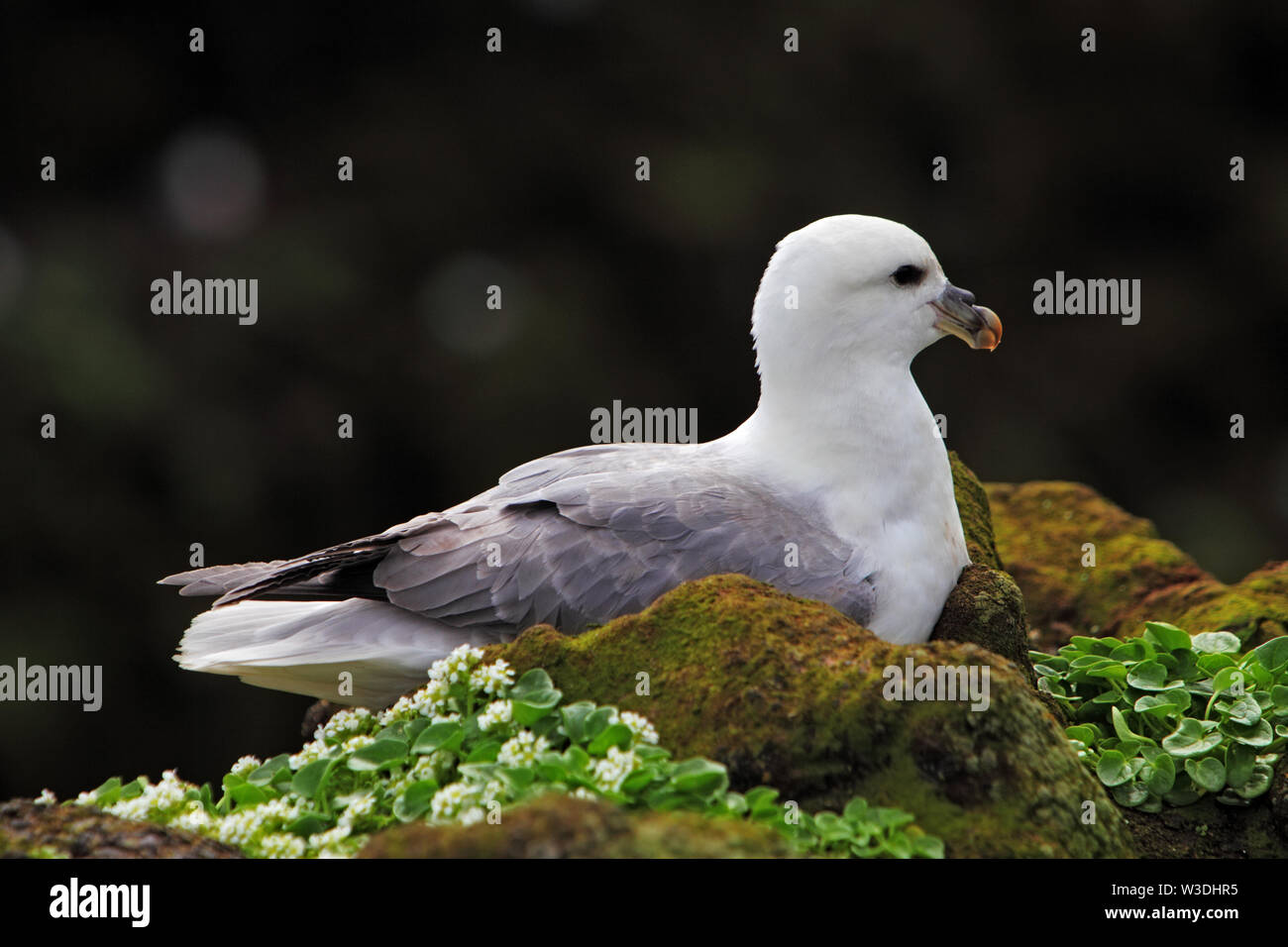 Seagul coastal hi-res stock photography and images - Alamy