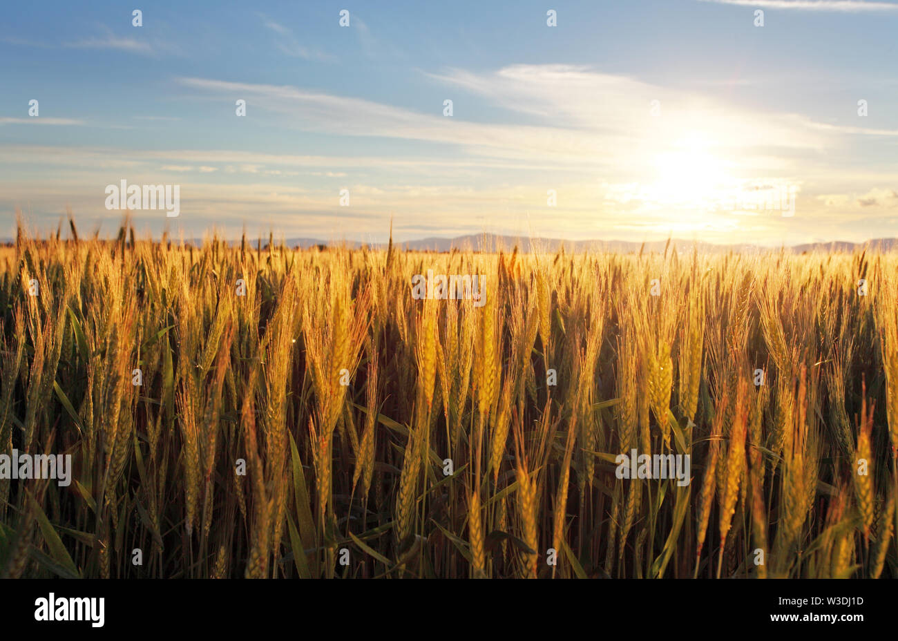 Sunset over wheat field Stock Photo - Alamy
