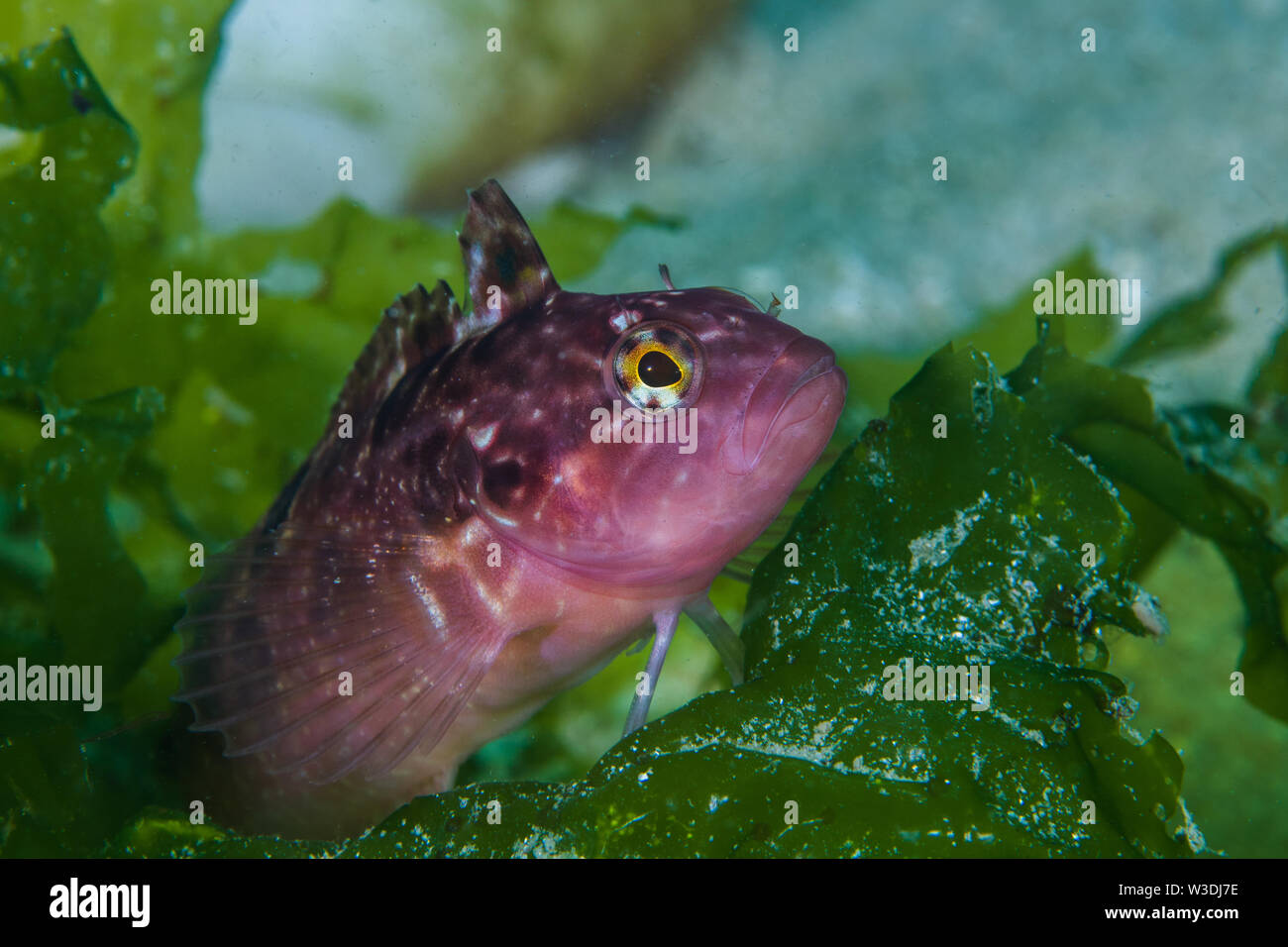 Bio diversity hi-res stock photography and images - Alamy