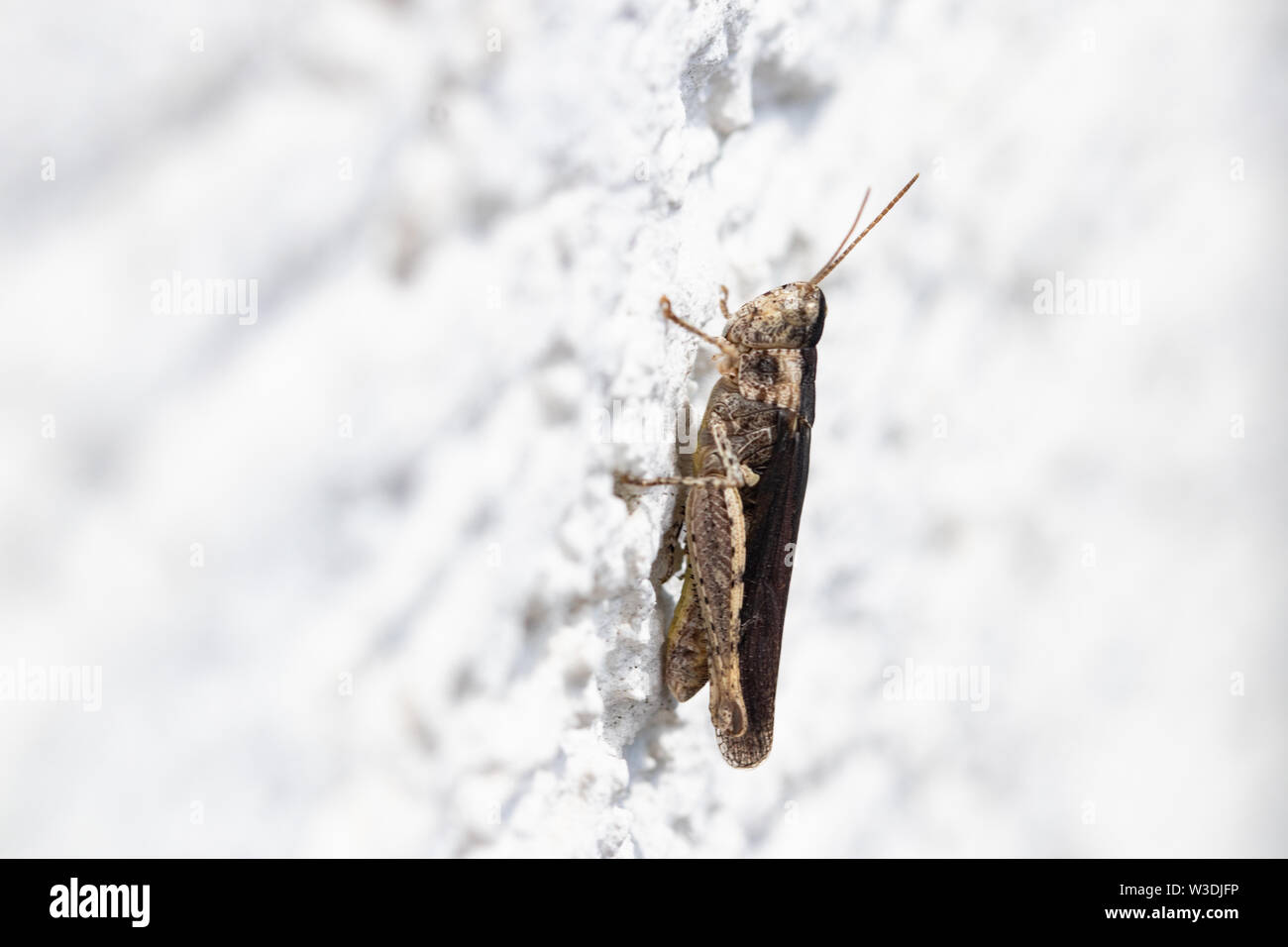 Locust face hi-res stock photography and images - Alamy