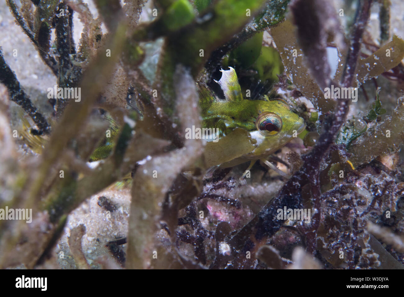 Super Klipfish baby (Clinus superciliosus) underwater front view of ...