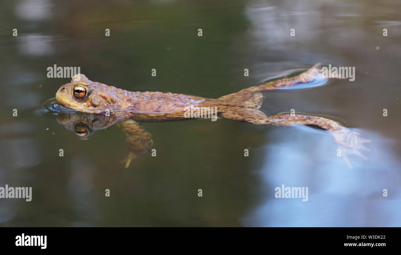 Big cane toad hi-res stock photography and images - Alamy