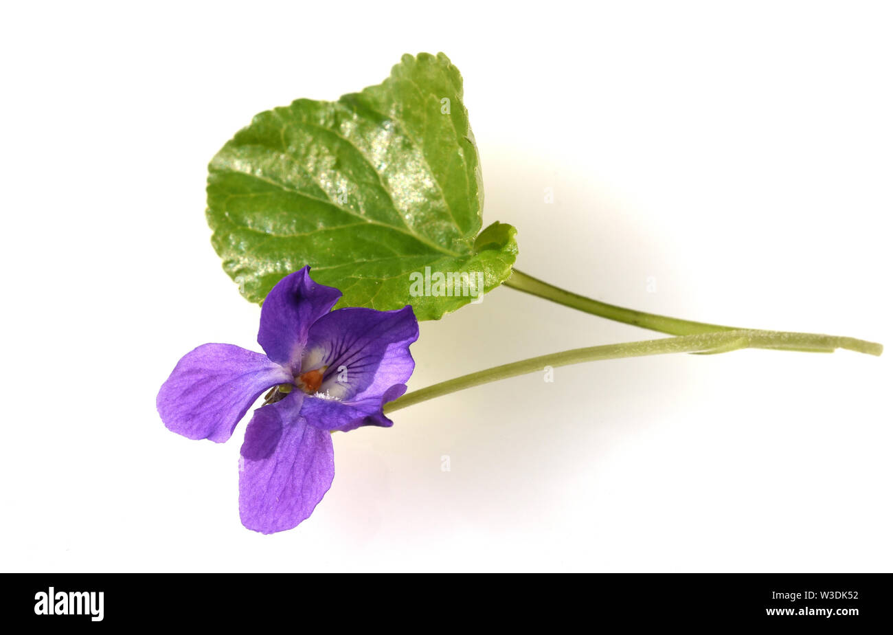 Duftveilchen, Viola, odorata Stock Photo - Alamy