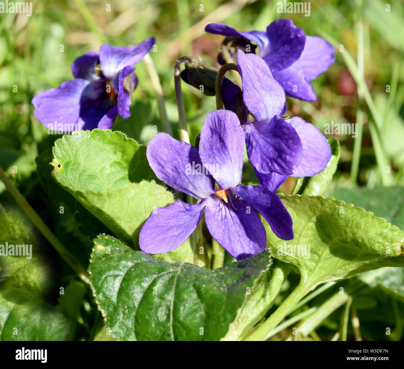 Duftveilchen, Viola, odorata Stock Photo - Alamy