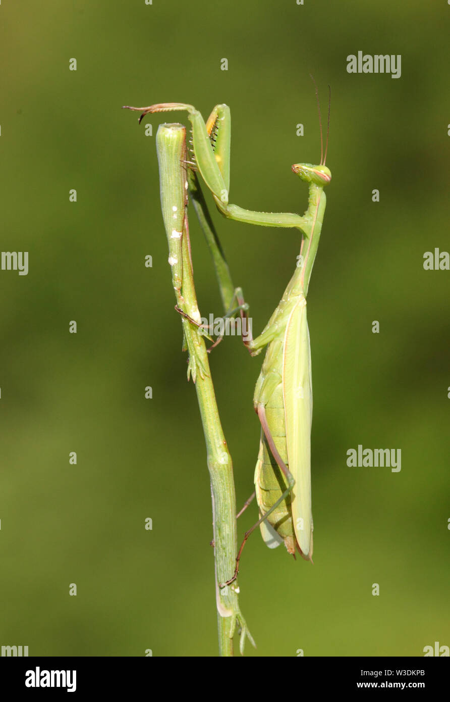 Praying Mantis insect in nature Stock Photo - Alamy