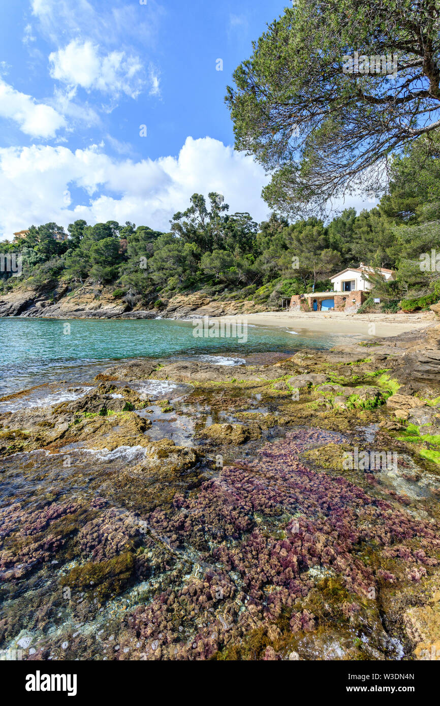 France, Var, Rayol Canadel sur Mer, the Domaine du Rayol, Mediterranean ...