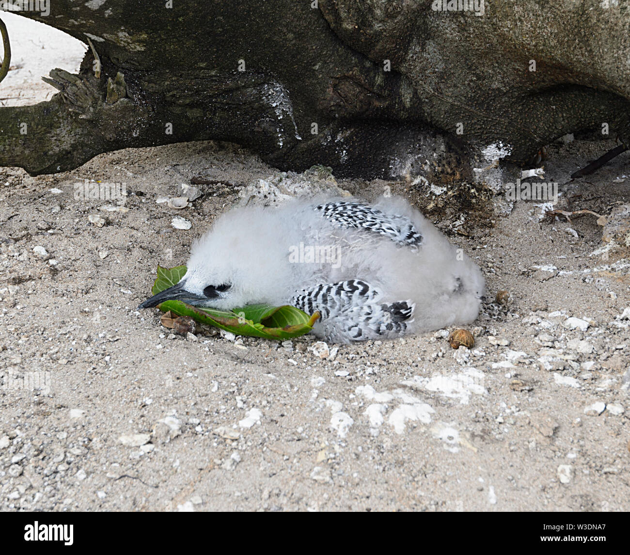 A Red-tailed Tropicbird (Phaethon rubricaudra) chick remains motionless ...