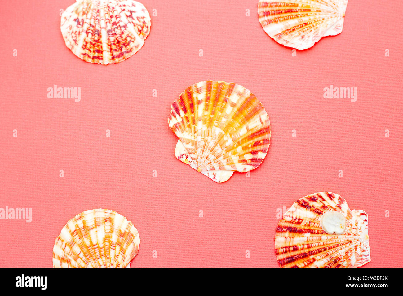 Living seashells hi-res stock photography and images - Alamy