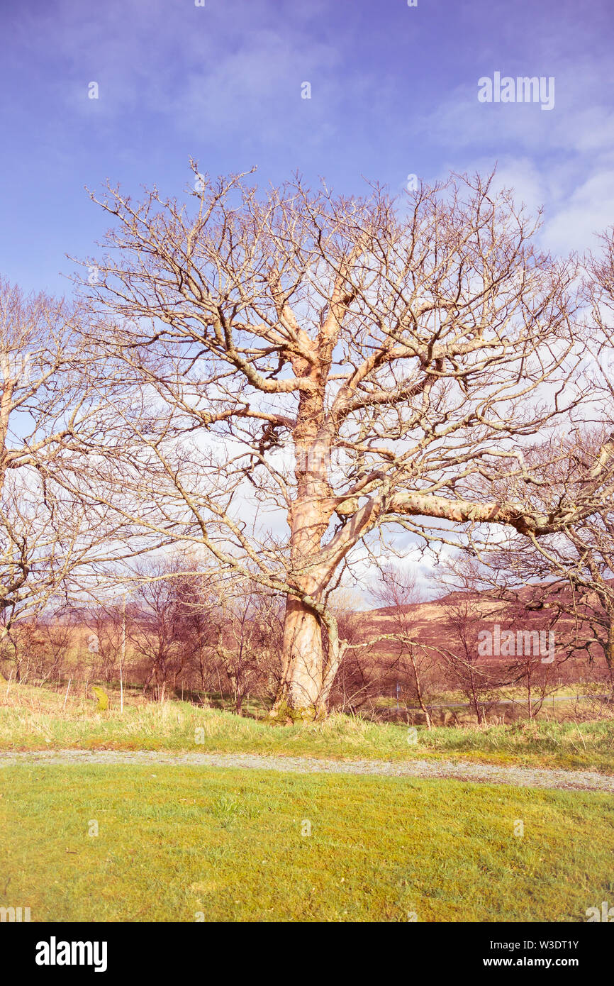 Big old tree in a park Stock Photo - Alamy