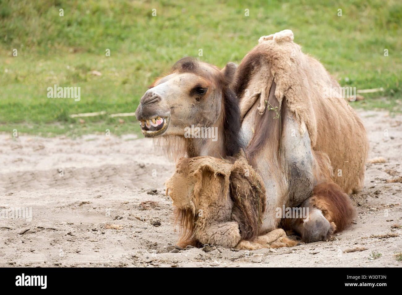 Camel resting in a clearing Stock Photo - Alamy