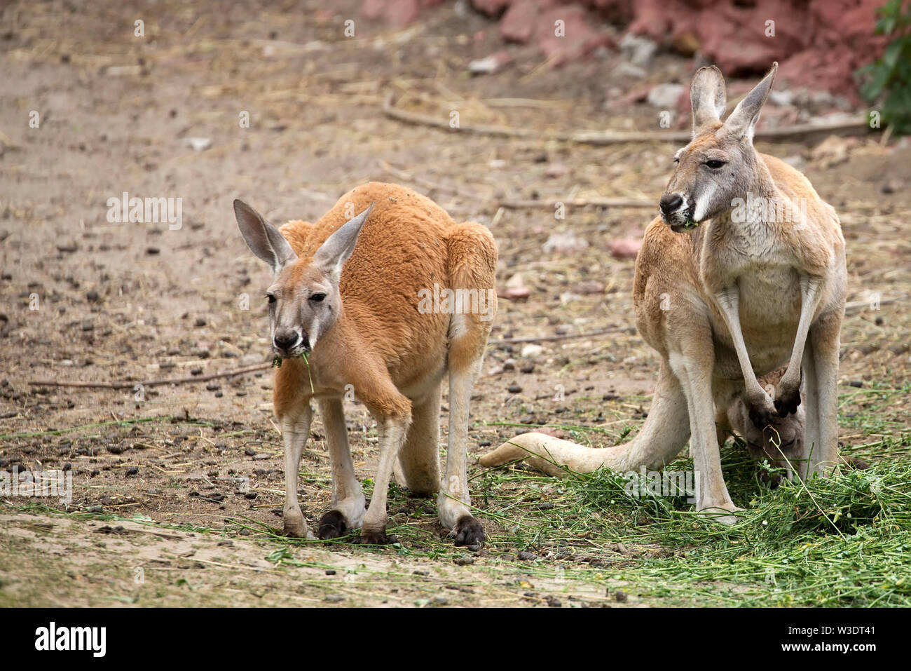 Kangaroos in the clearing Stock Photo - Alamy
