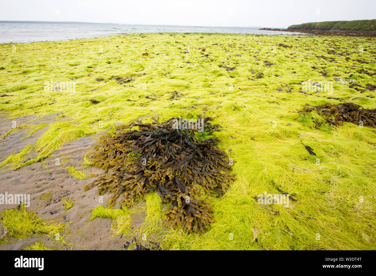 Seaweed on the beach at Inganess bay, Orkney, Scotland, UK Stock Photo ...