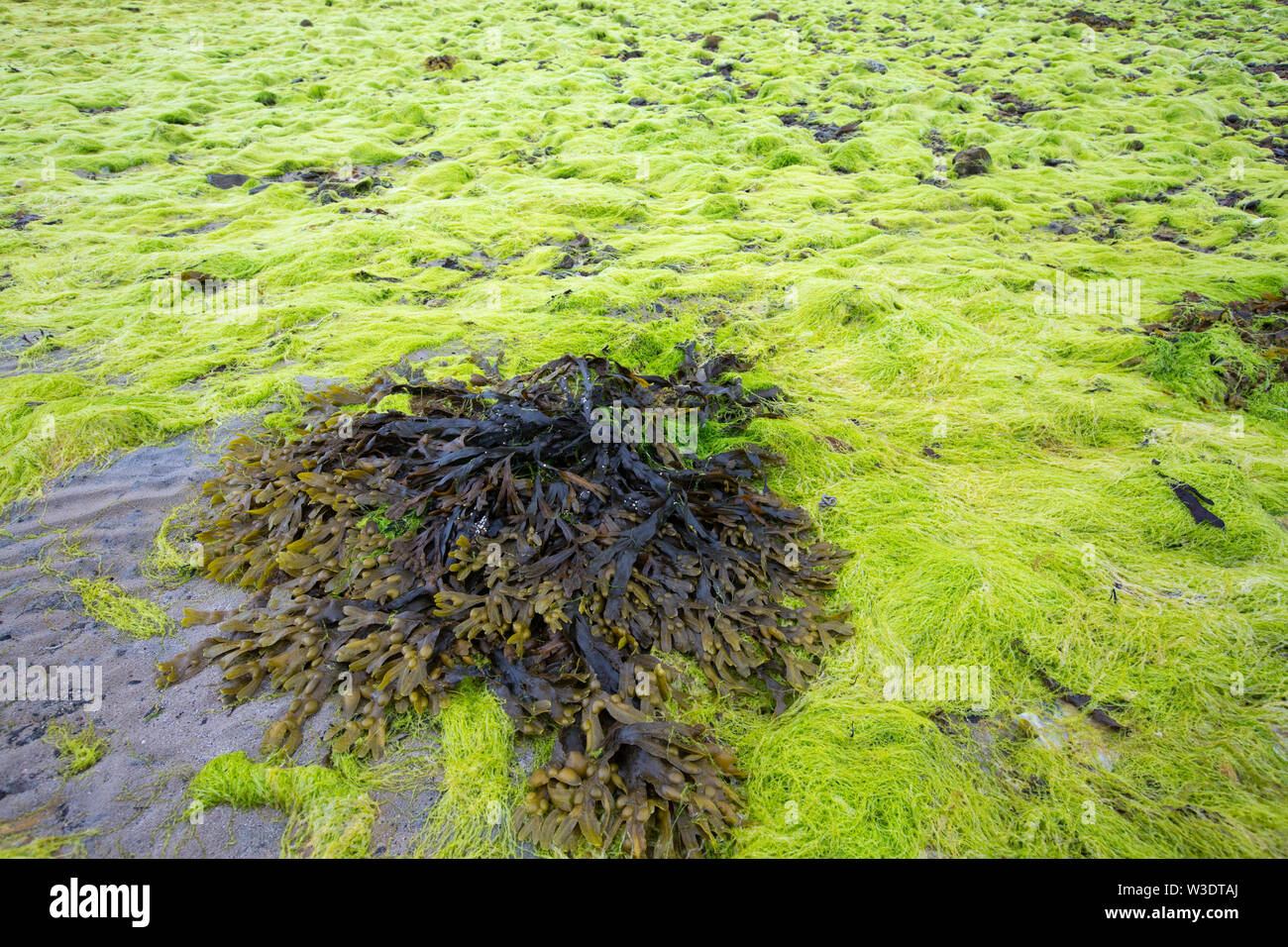 Seaweed on the beach at Inganess bay, Orkney, Scotland, UK Stock Photo ...