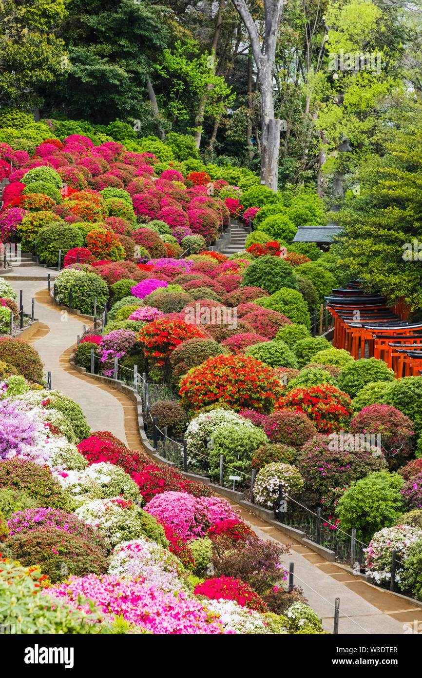 Japan, Honshu, Tokyo, Bunkyo-ku, Nezu Shrine, The Azalea Garden Stock ...