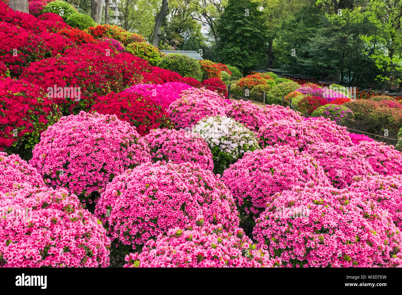 Japan, Honshu, Tokyo, Bunkyo-ku, Nezu Shrine, The Azalea Garden Stock ...
