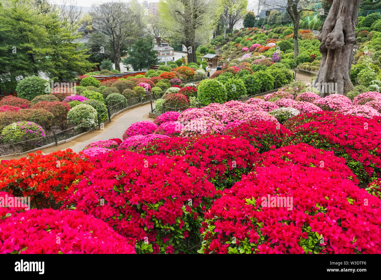 Azalea nezu bunkyo ku japan shrine tokyo hi-res stock photography and ...