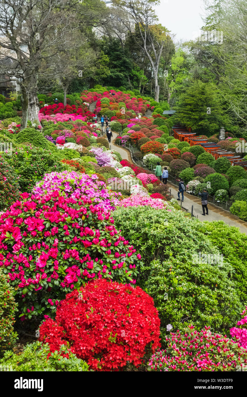 Japan, Honshu, Tokyo, Bunkyo-ku, Nezu Shrine, The Azalea Garden Stock ...