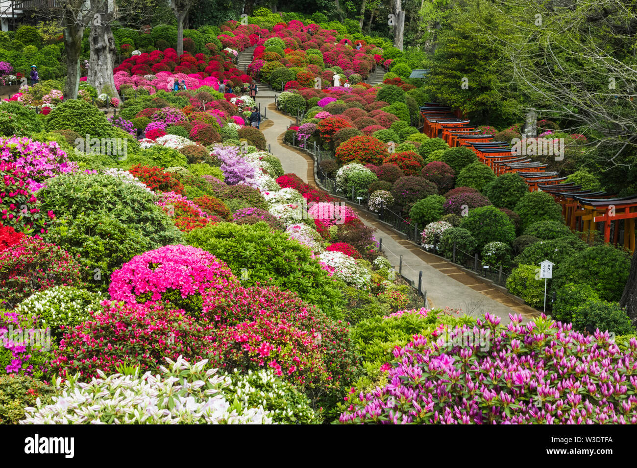 Shrine azalea garden hi-res stock photography and images - Alamy