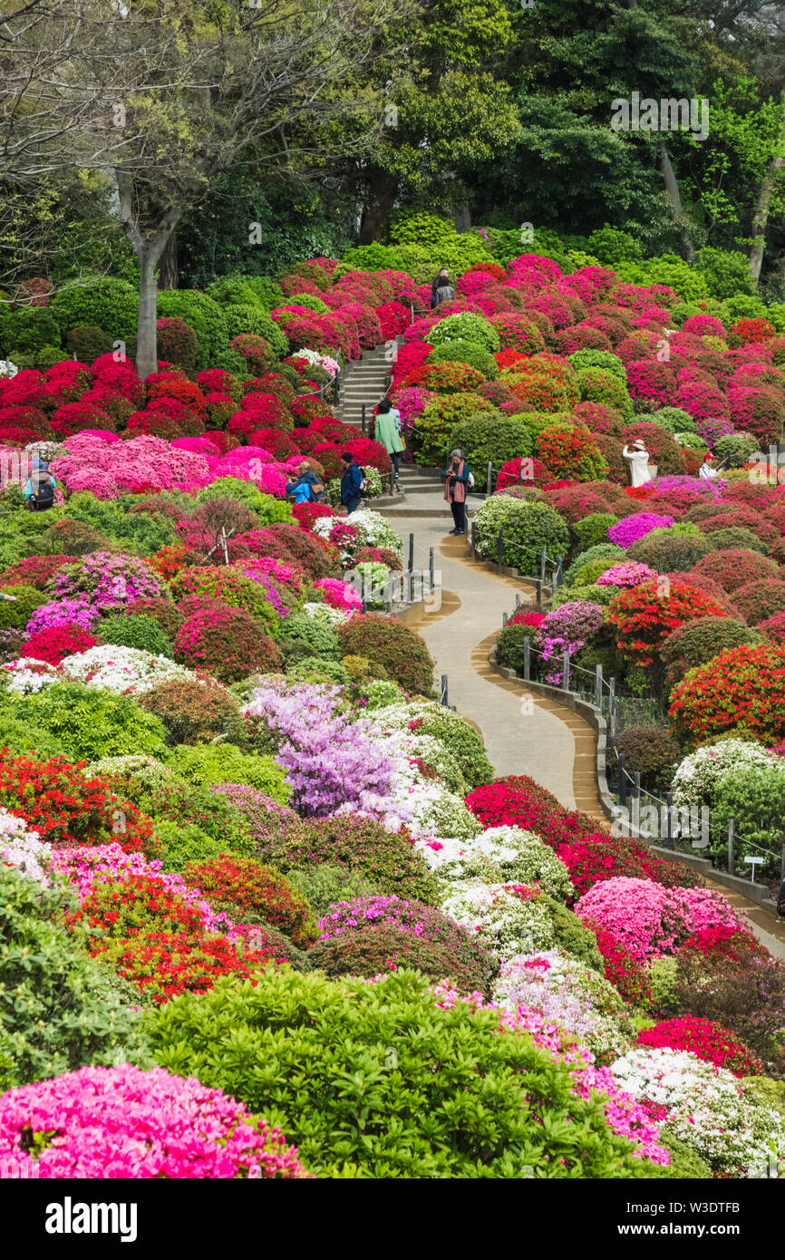 Japan, Honshu, Tokyo, Bunkyo-ku, Nezu Shrine, The Azalea Garden Stock ...