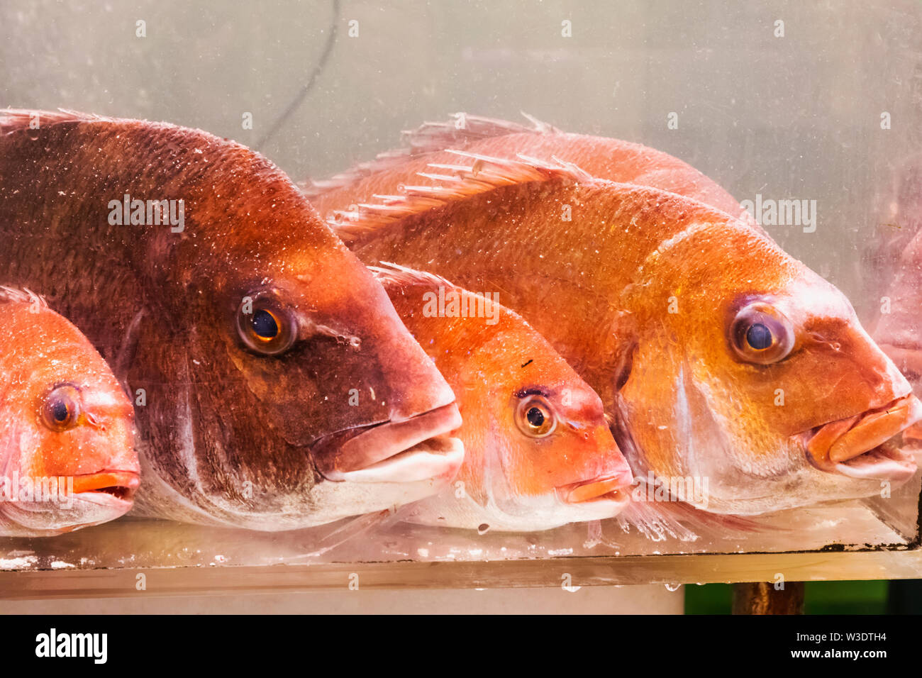 Live fish tsukiji hi-res stock photography and images - Alamy
