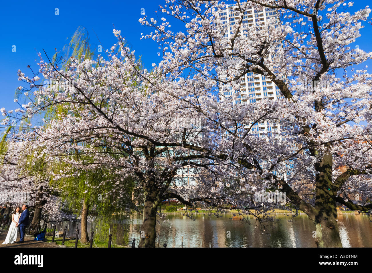 Japan, Honshu, Tokyo, Ueno, Ueno Park, Shinobazu Pond and Cherry ...