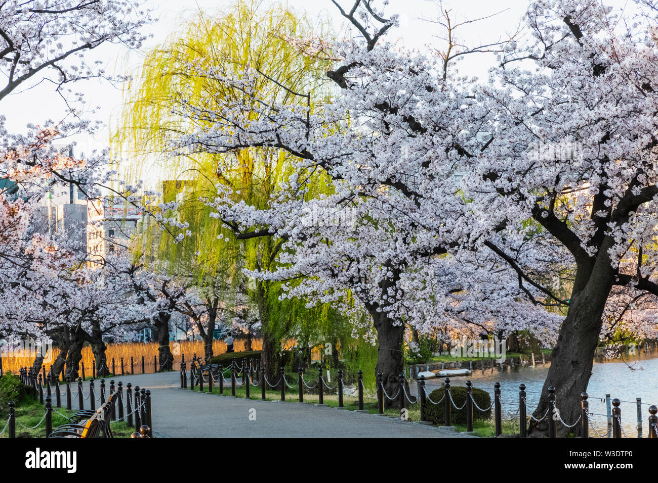 Japan, Honshu, Tokyo, Ueno, Ueno Park, Shinobazu Pond and Cherry ...