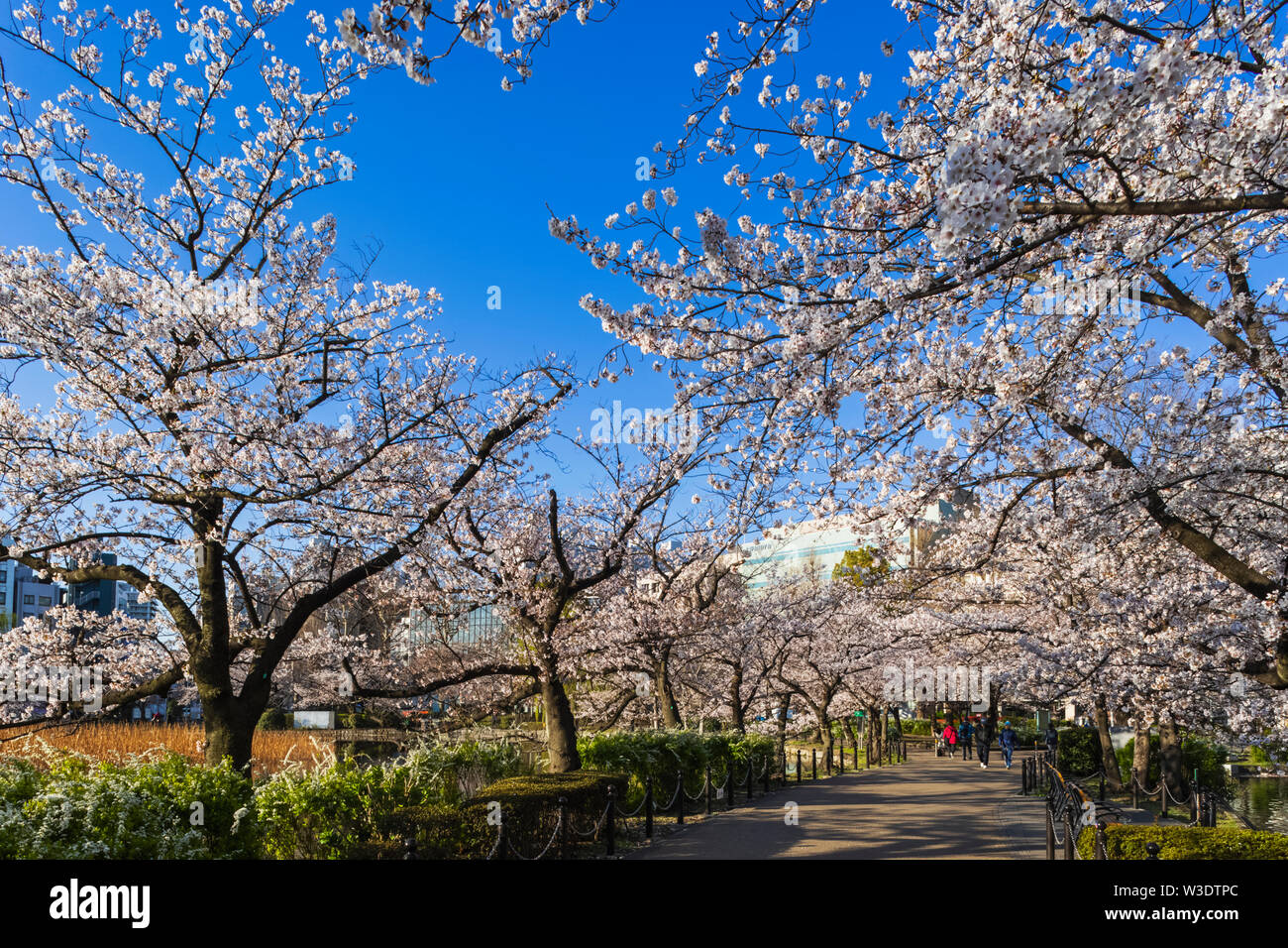 Japan, Honshu, Tokyo, Ueno, Ueno Park, Shinobazu Pond and Cherry ...