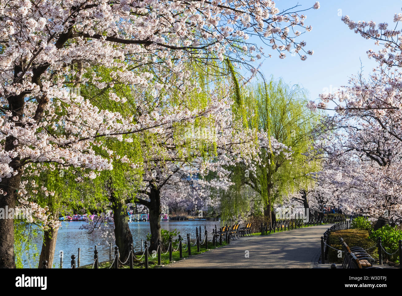 Japan, Honshu, Tokyo, Ueno, Ueno Park, Shinobazu Pond and Cherry ...
