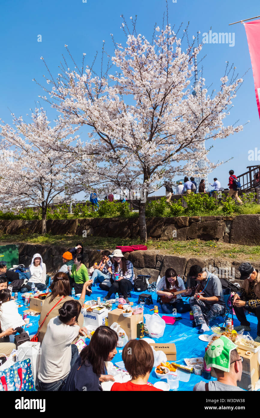 Japan, Honshu, Tokyo, Asakusa, People Partying Under Cherry Blossom ...