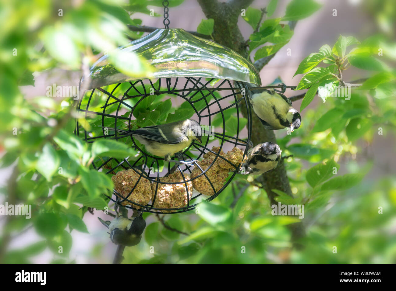 Chickadees eating fat and seeds from a garden birds feeder Stock Photo ...