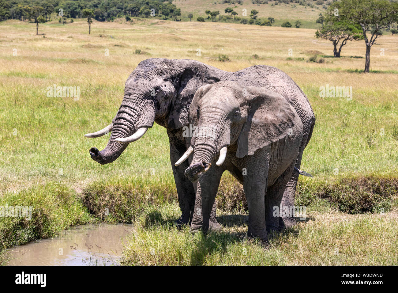 Two african elephants take a drink from a stream in the Masai Mara ...