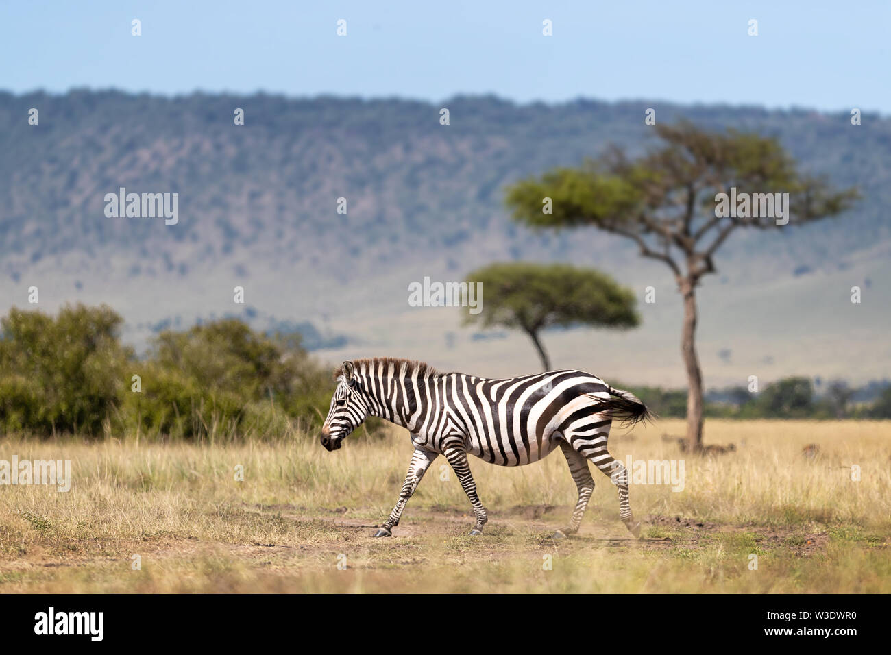 Savanna zebra acacia trees hi-res stock photography and images - Alamy