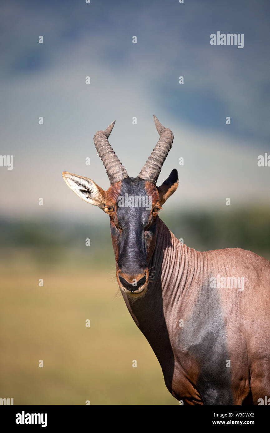 Face topi antelope hi-res stock photography and images - Alamy