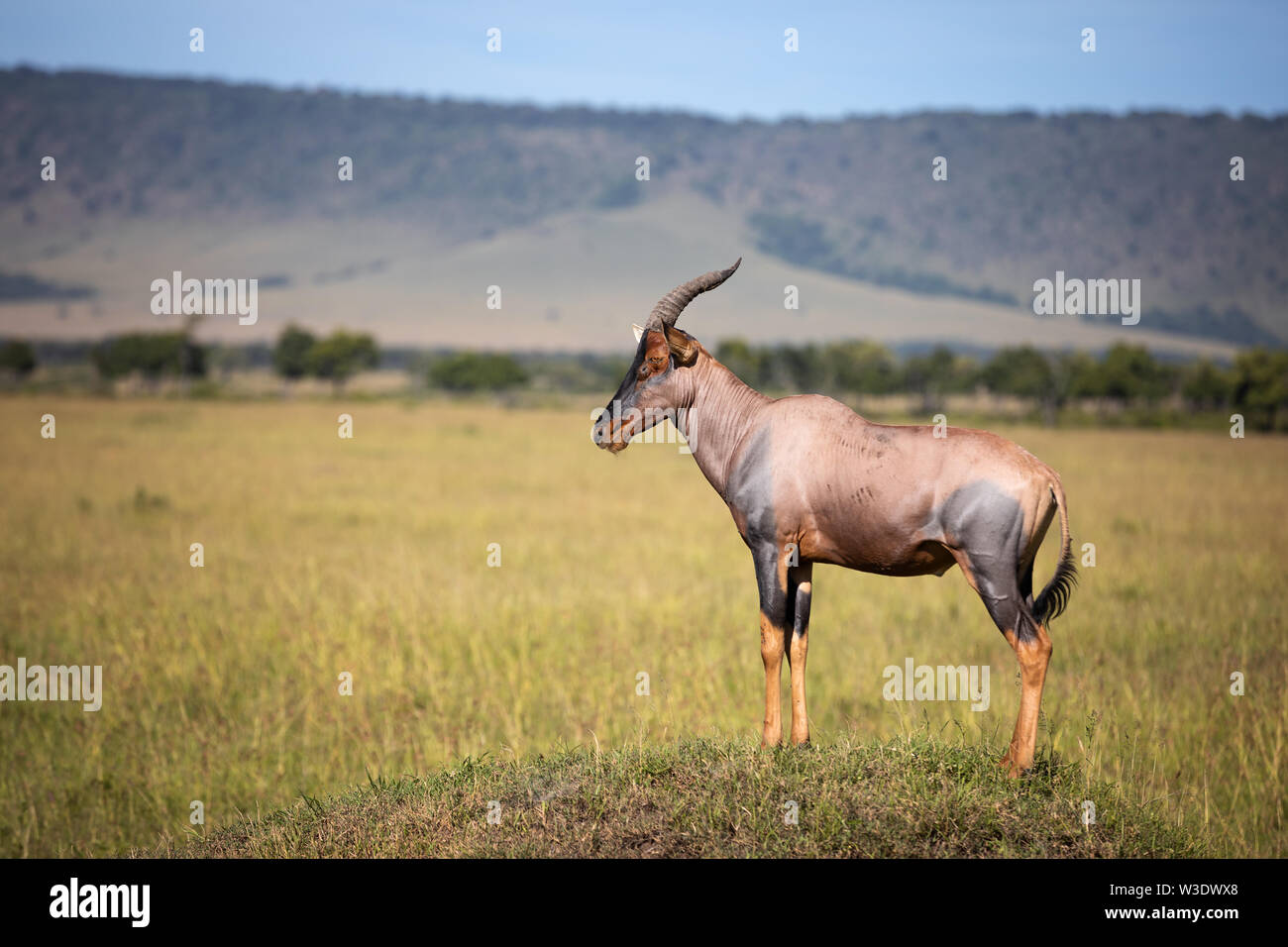 Black topi hi-res stock photography and images - Alamy