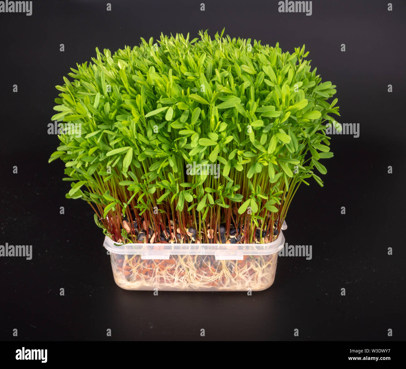green sprouts edible plants. microgreens nutrition Stock Photo - Alamy