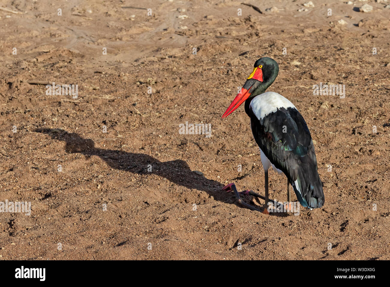 Female saddle-billed stork, the largest stork in East Africa, sits in a ...
